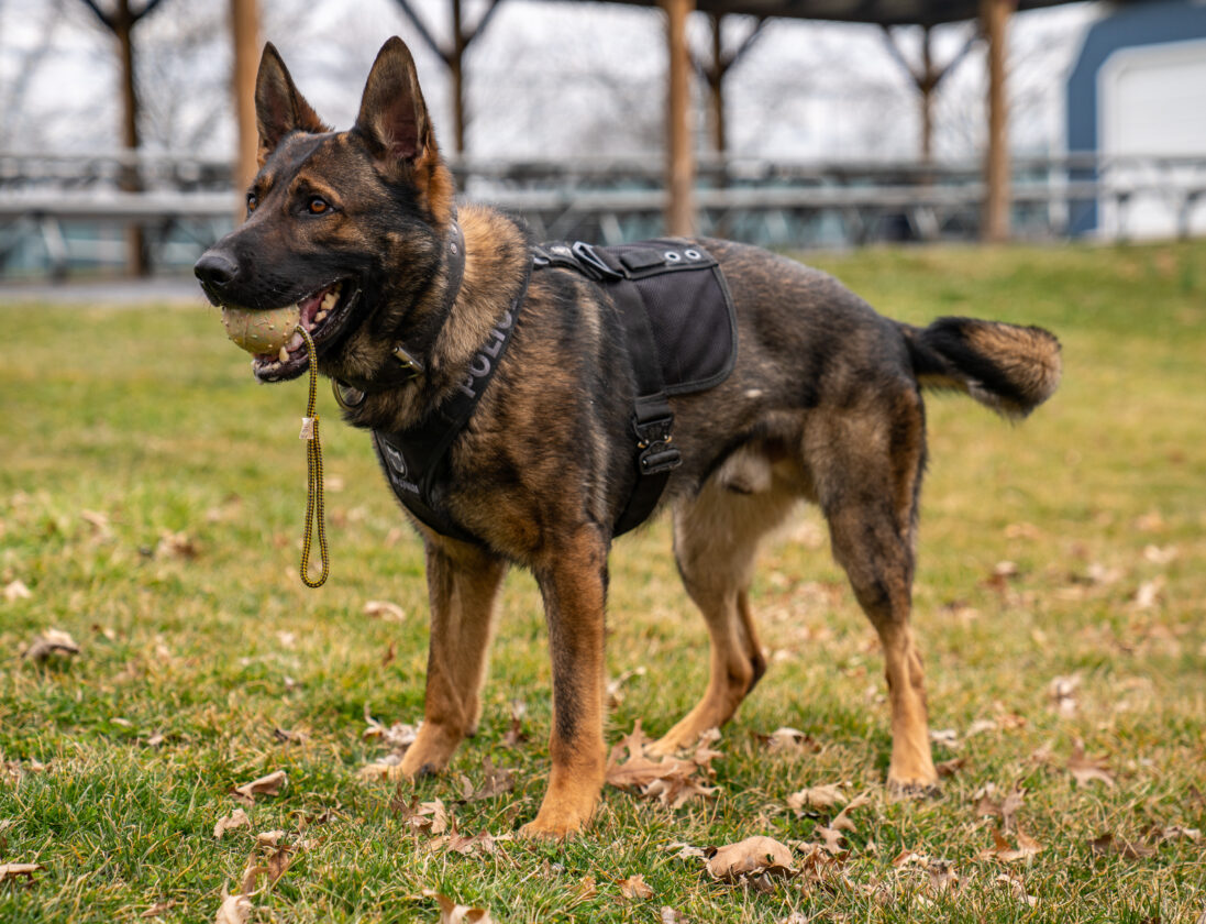 Meet Enzo: South Williamsport police K-9 ready to work | News, Sports ...